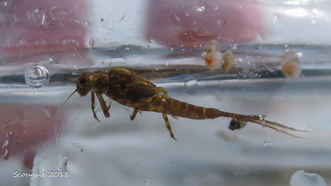 Selecting The Right Bug | Fly Fishing | Art Teter | Fishing Guide ...